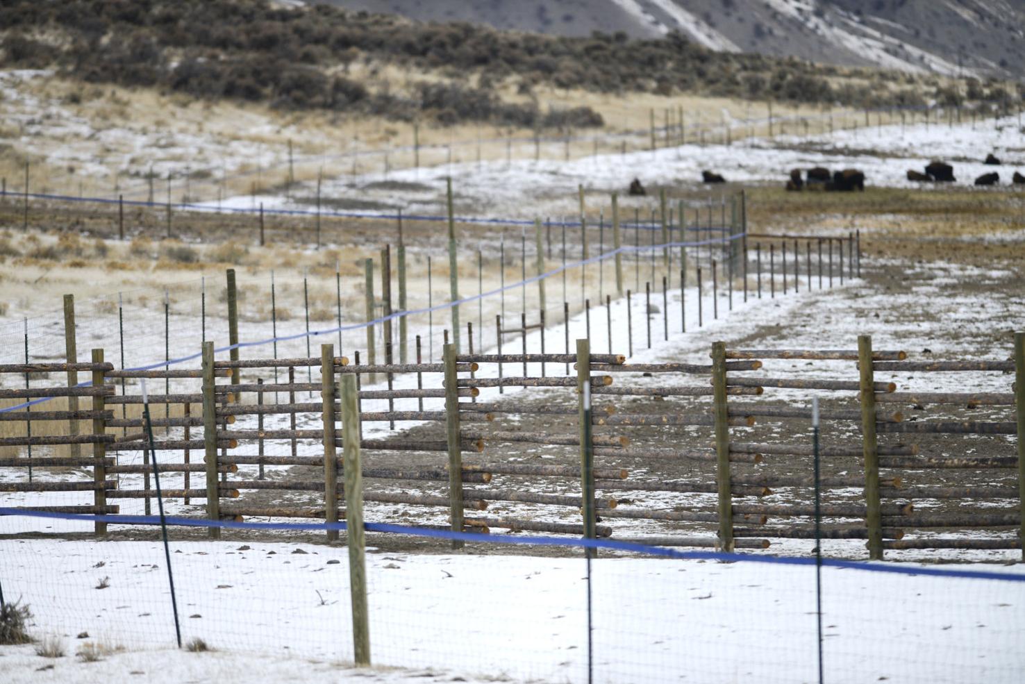 Carrying on: Yellowstone's bison winter season continues as usual ...