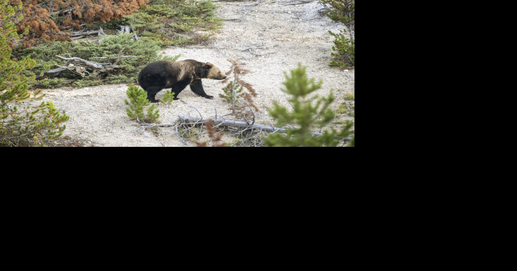 Three Montana grizzly bears euthanized after avian flu infection ...