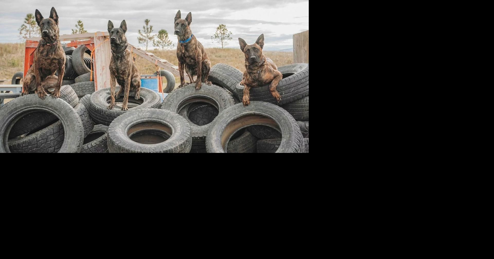 Picks of the litters: Livingston woman sells protection dogs to the ...