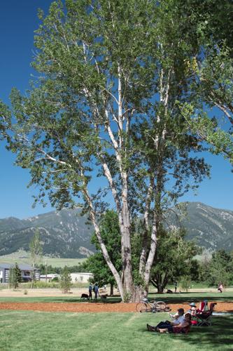 'Everyone deserves a great park': Story Mill Community Park holds grand ...