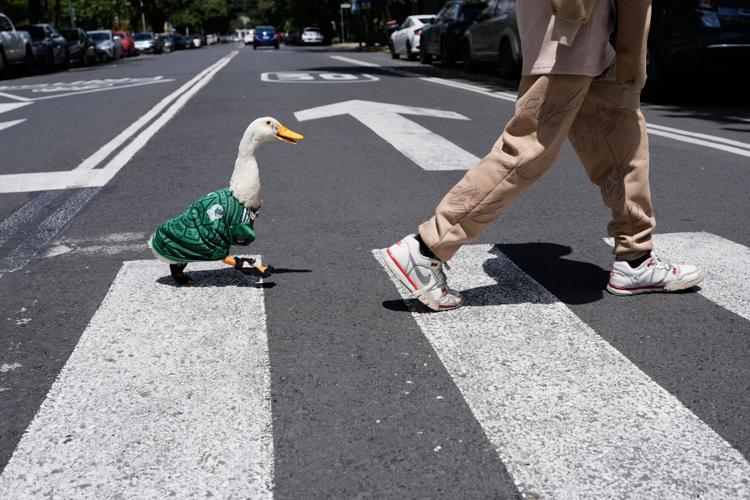 Meet Merlin the duck, a Mexico City streetside regular turned World Cup ...
