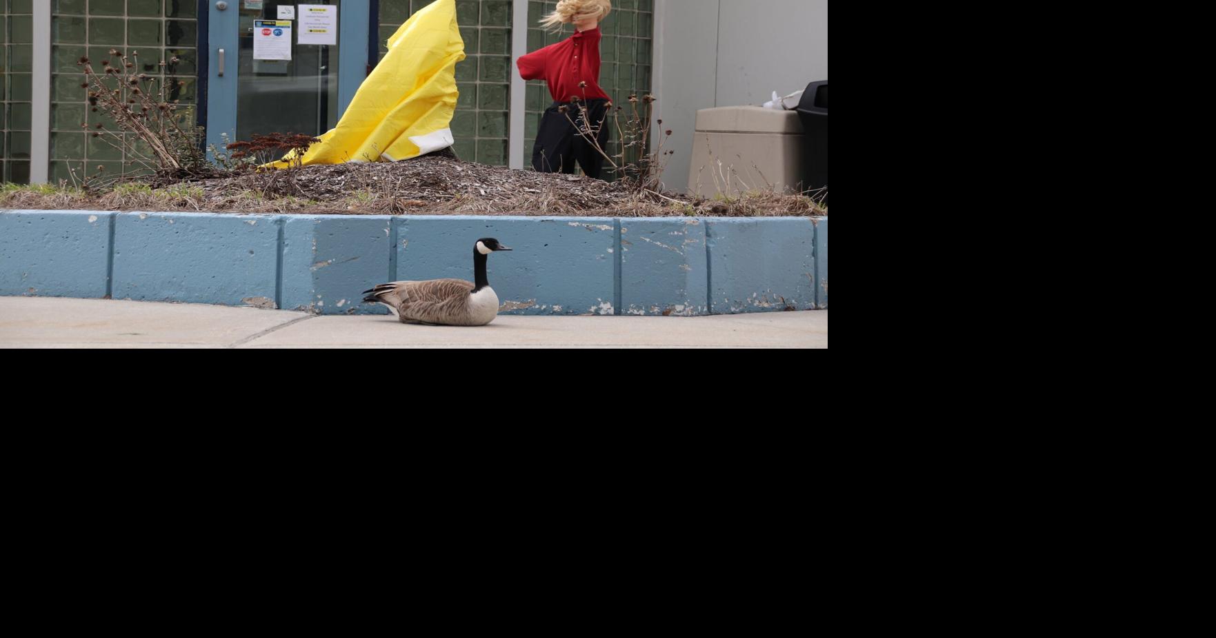 Peel police deploy scarecrow to fend off ornery geese at Brampton station