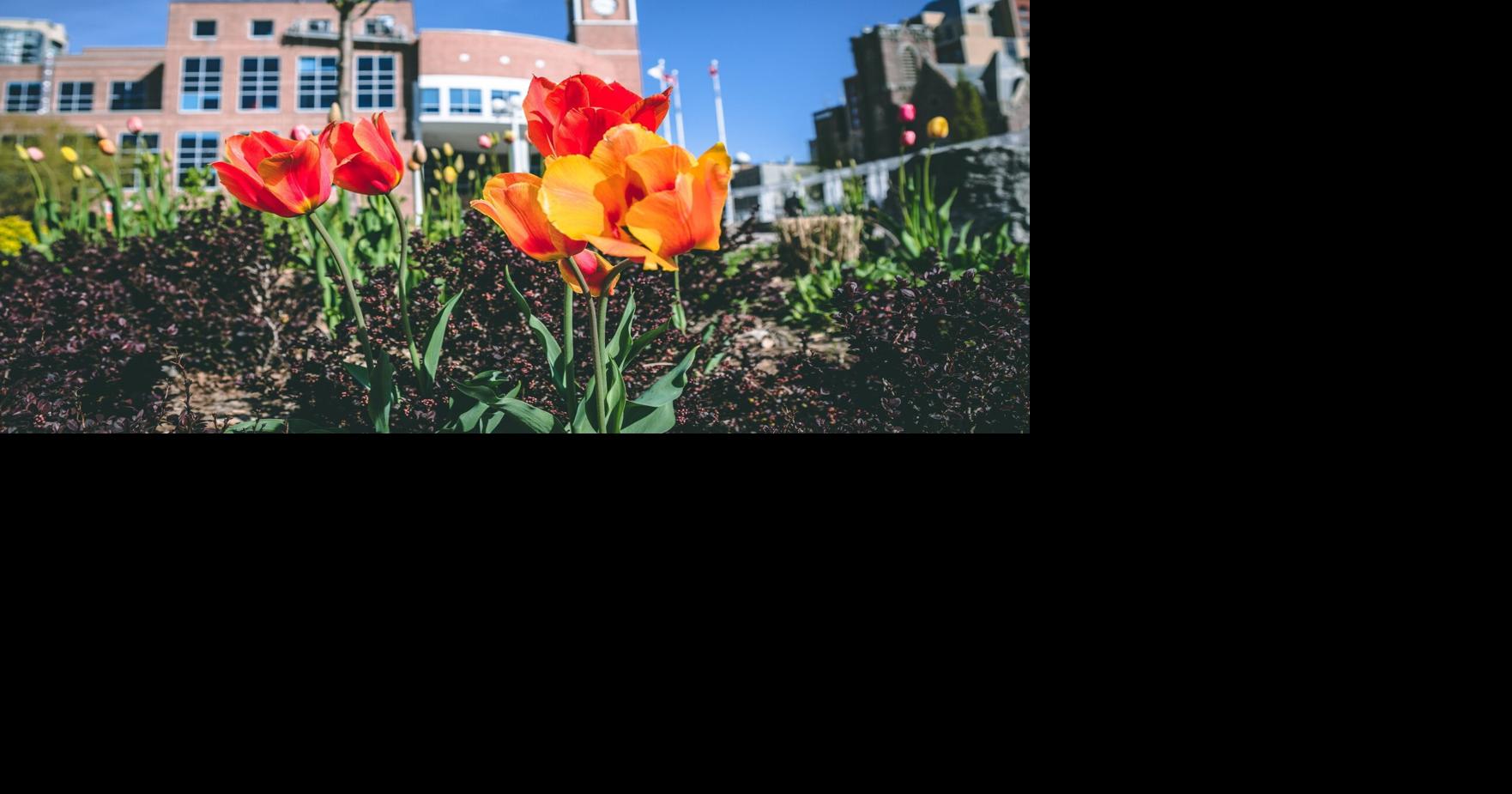 Brampton reminding residents to respect city’s parking standards