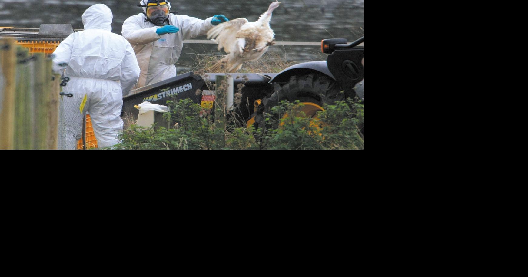 Caution urged over wild birds in response to bird flu
