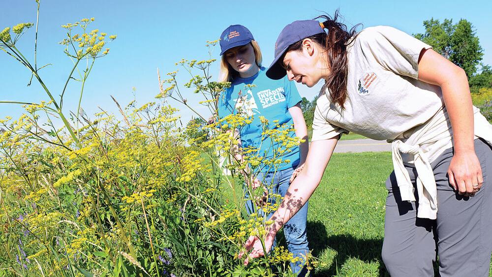 Wild parsnip in Ontario: Identification and burn warning