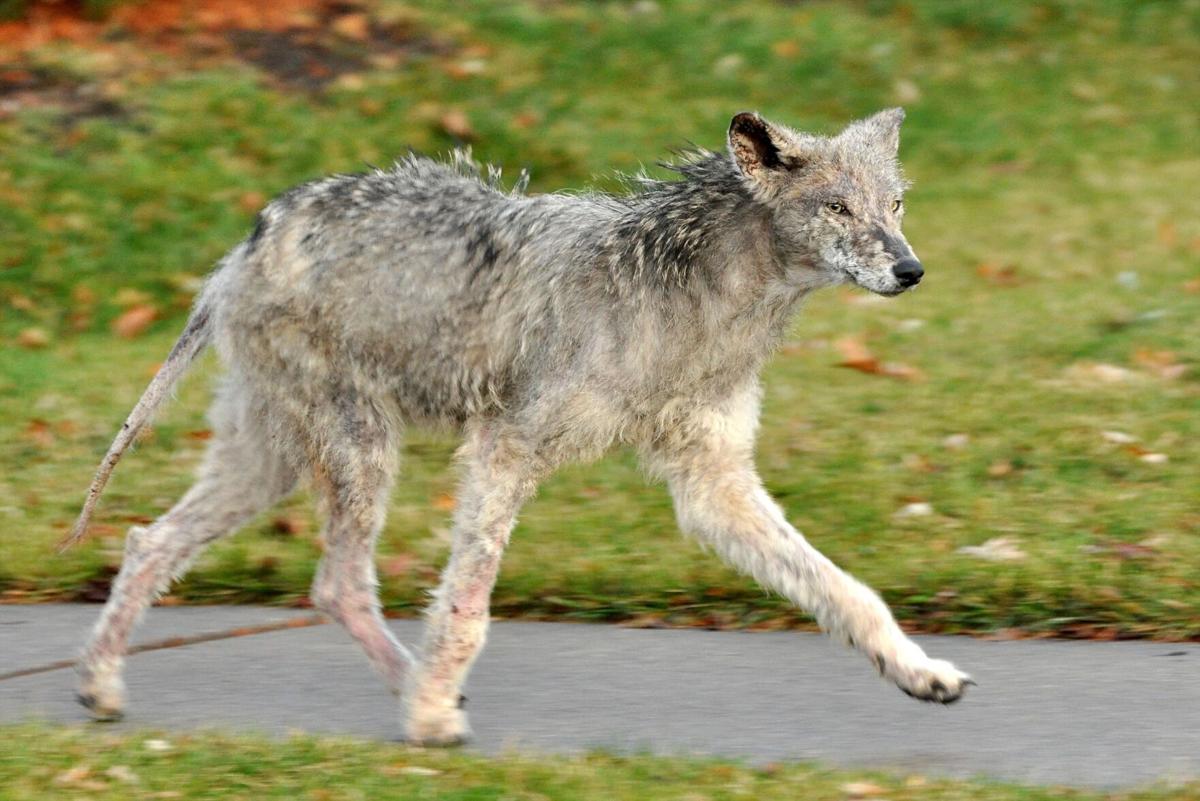 coyote attack human canada
