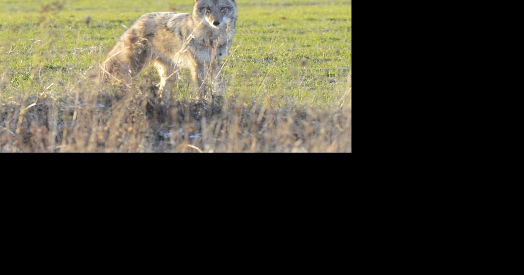 City of Brampton launches online map of coyote sightings