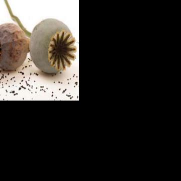 Doda is a ‘serious hard drug’: Judge