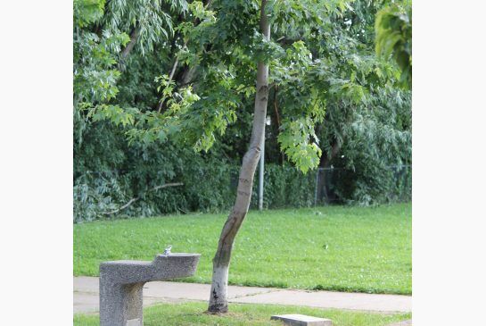 Toronto 'Maple Leaf Forever' tree lives on through offspring
