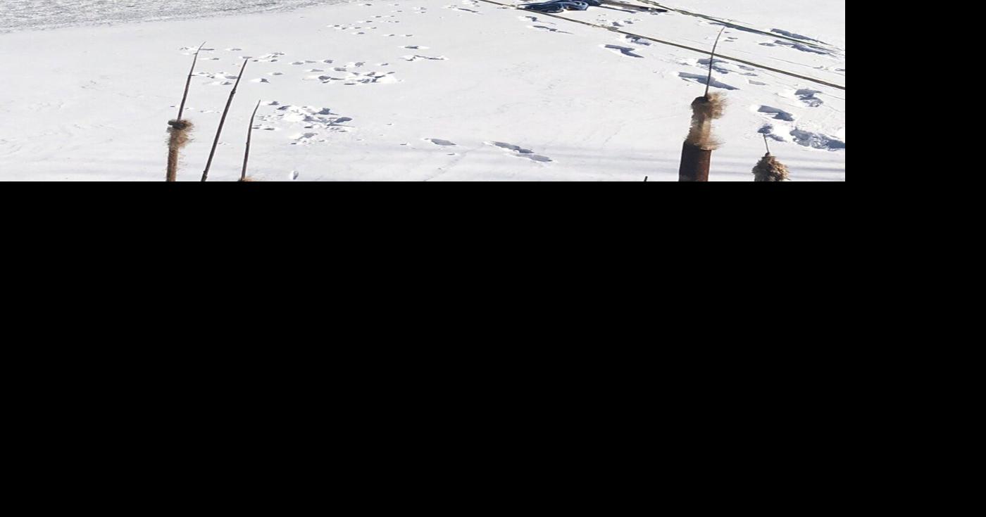 Frozen goose rescued from Brampton pond