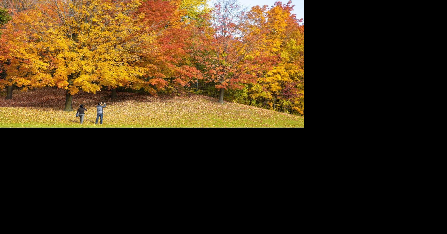 Five best places to experience fall colours in Brampton