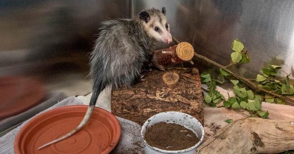 Brampton’s flying opossum returns home