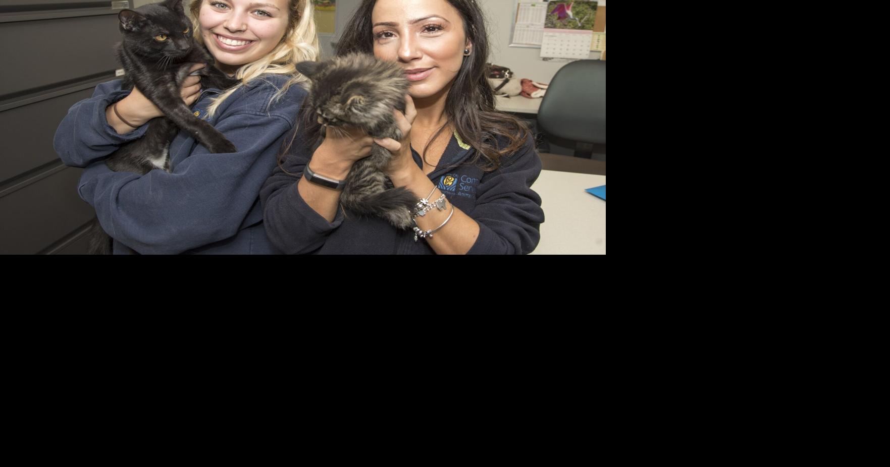 Twenty-two pets find new homes as Brampton Animal Shelter kicks off ...