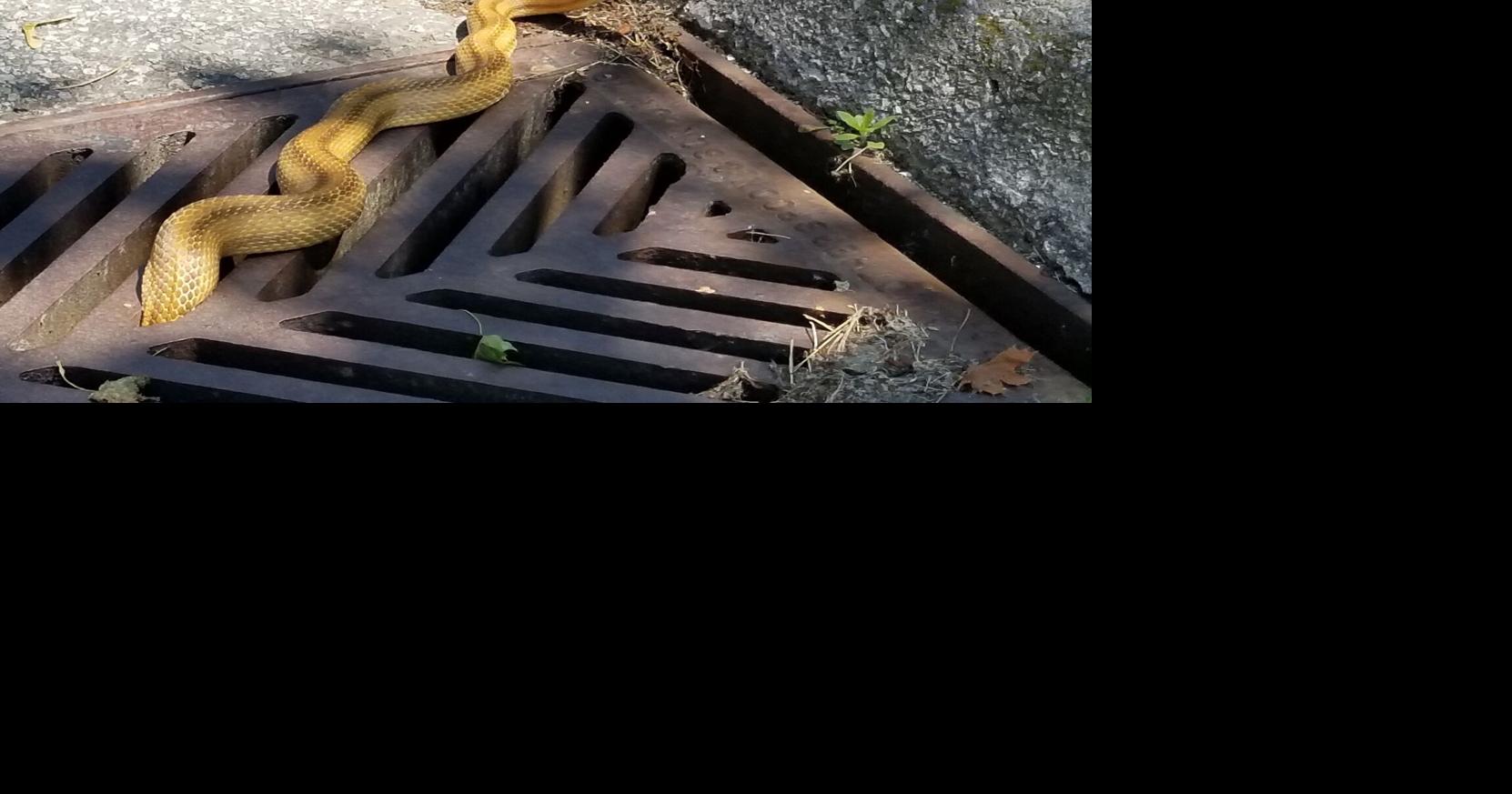VIDEO: Snake slithering from Brampton street drain frightens residents