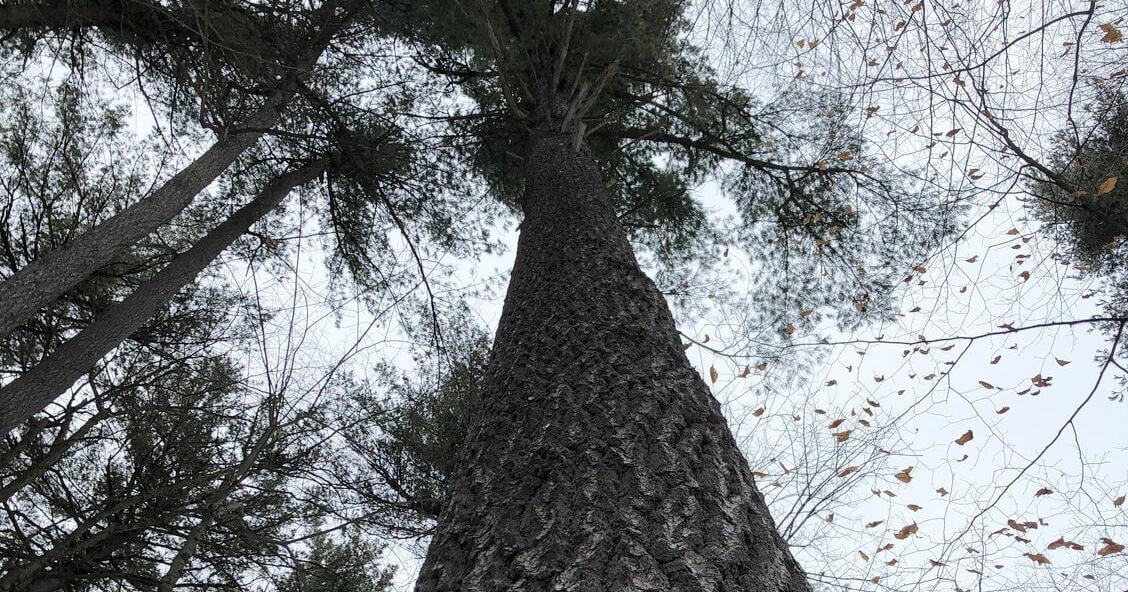 This old-growth forest hides Ontario’s tallest tree