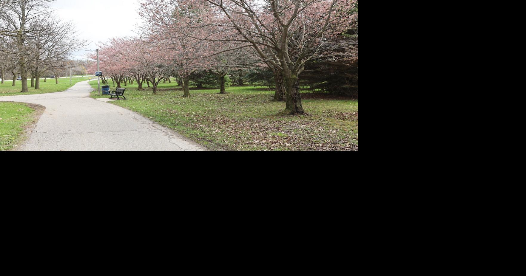 Don’t miss Brampton’s cherry blossom trees in bloom