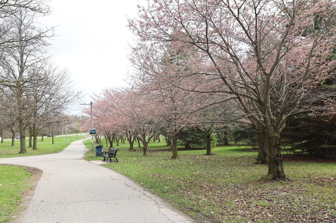 Cherry blossoms blooming early at Brampton park