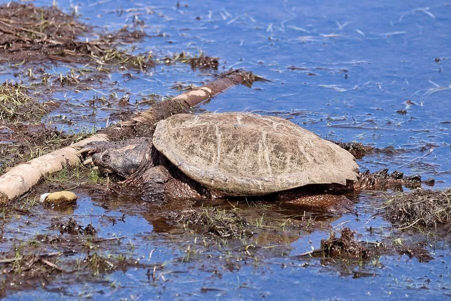 TurtleFest 2025 explores ‘significance of these species’