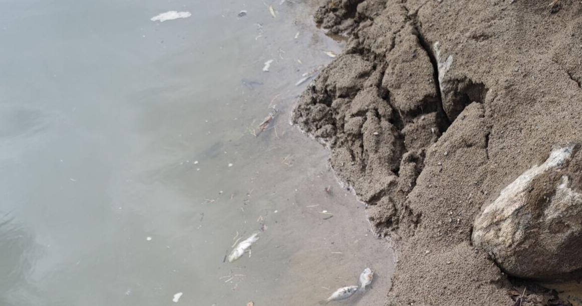 Why are fish dying in Brampton’s Loafer’s Lake?
