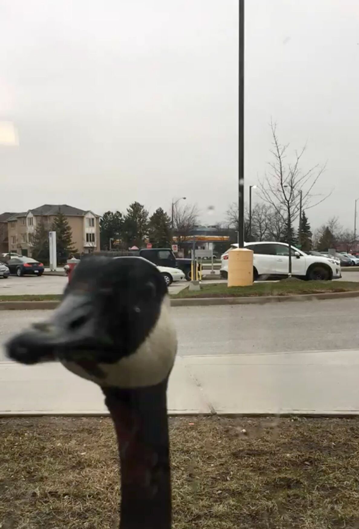 VIDEO: Gus the Guard Goose greeting visitors to police HQ in Brampton