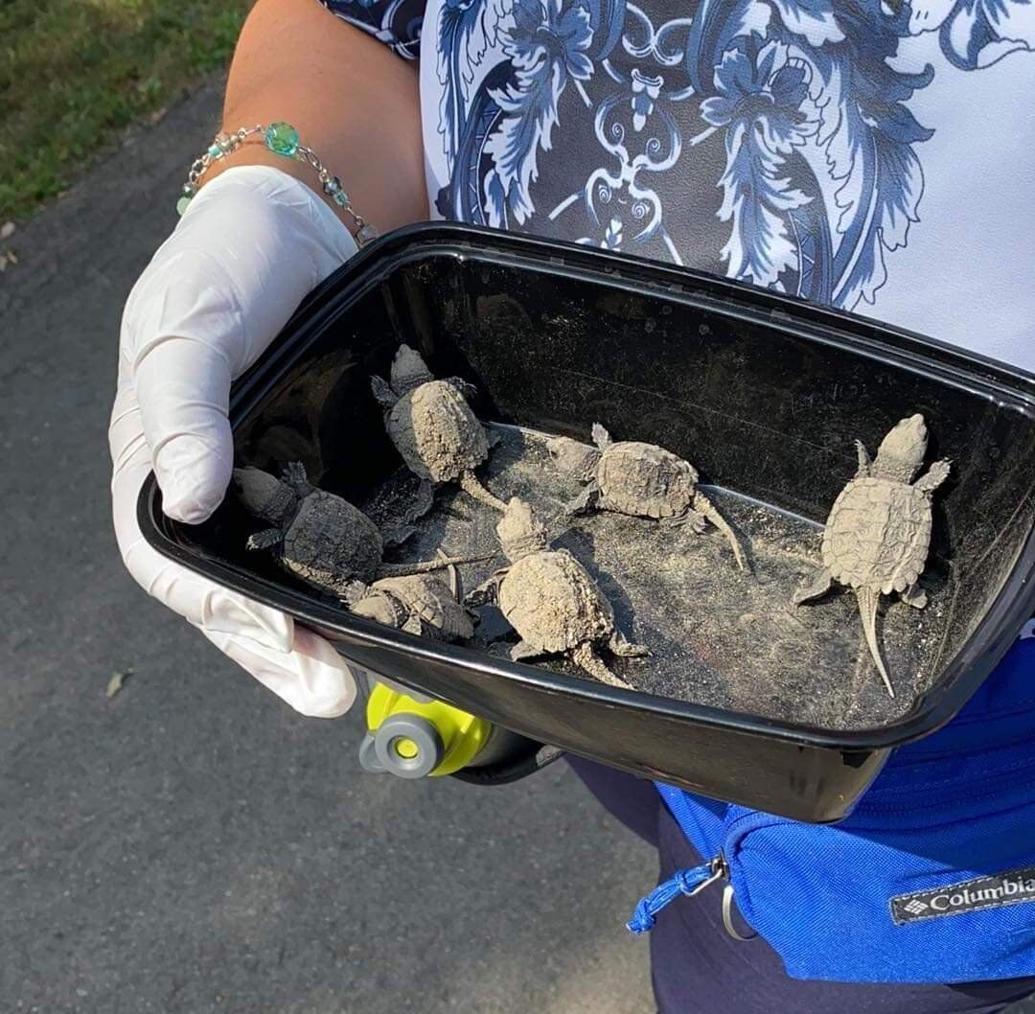 TurtleFest 2025 explores ‘significance of these species’