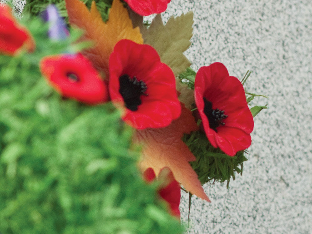 7 facts about the poppy in time for Remembrance Day