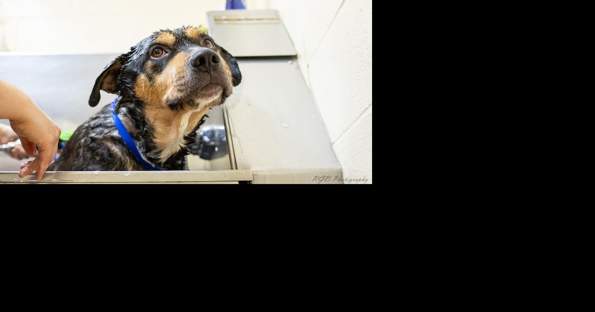 Brampton shelter staff eager to find home for depressed dog