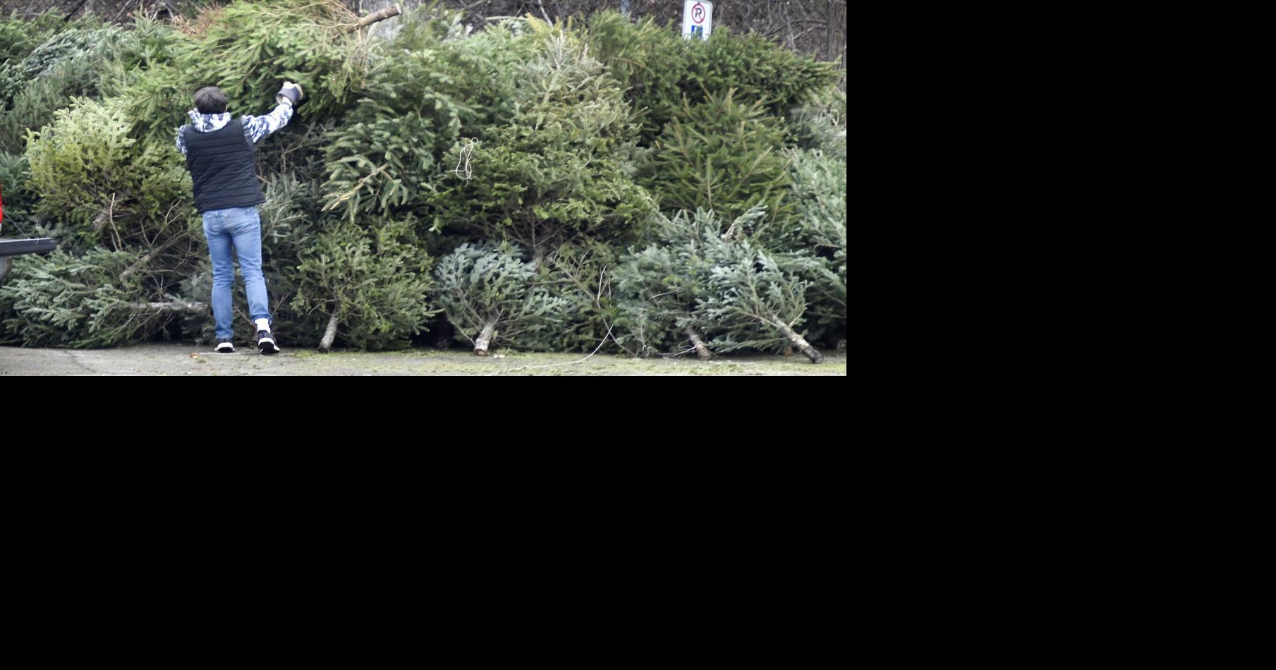 Curbside Christmas tree pickup in Peel Region starts Jan. 12