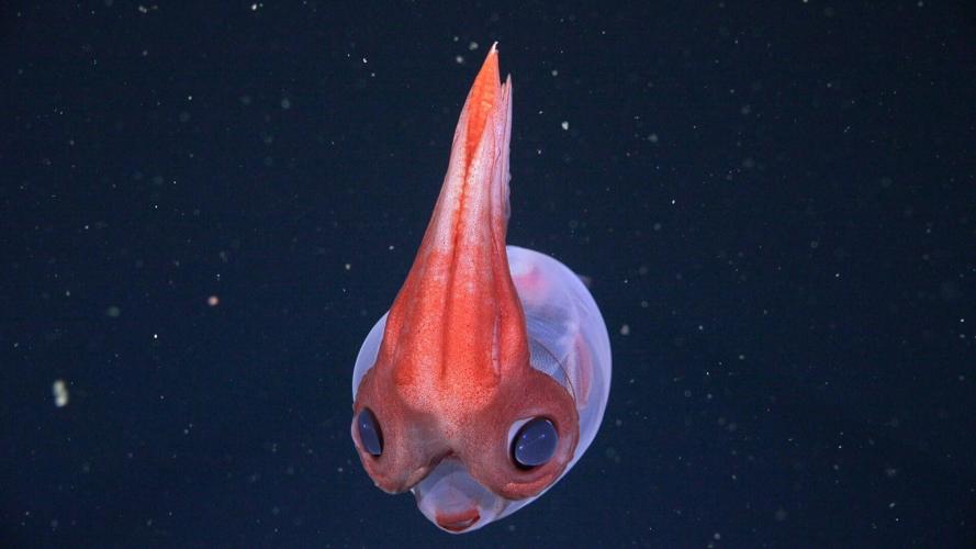 Science expedition reveals tiny transparent squid with wild look ...