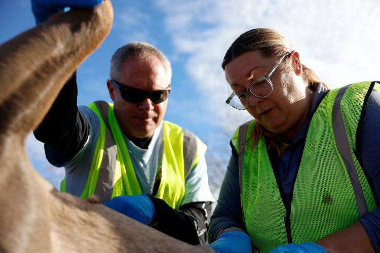 Conservation Department proposes changes in regulations for next year's ...