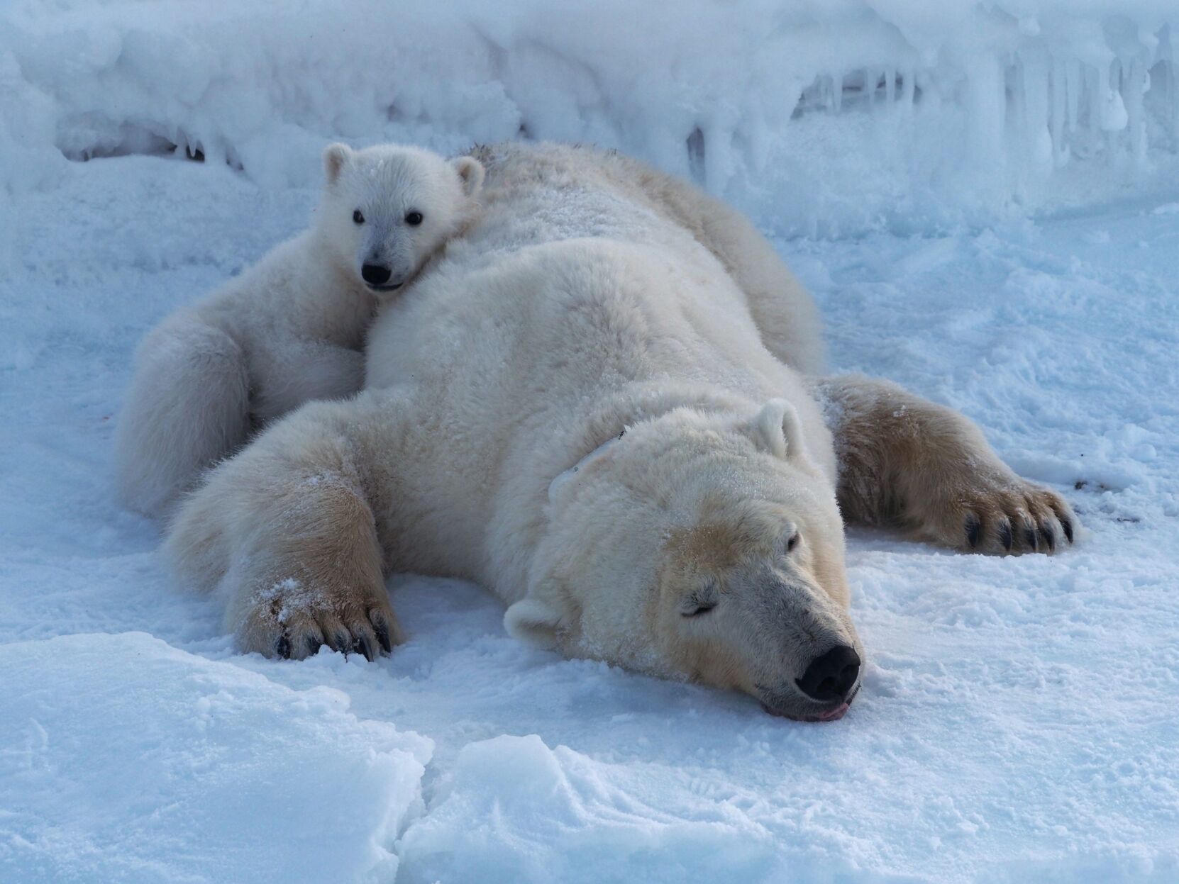 Polar bears in better shape than 25 years ago despite sea ice losses ...