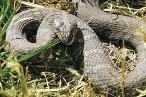 Common Missouri snakes | | bransontrilakesnews.com