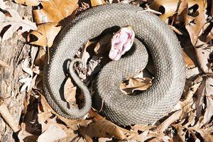 Common Missouri snakes | | bransontrilakesnews.com