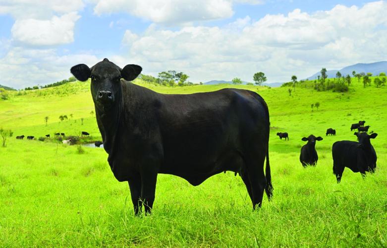 Stone County Livestock and Forage conference | Local News ...