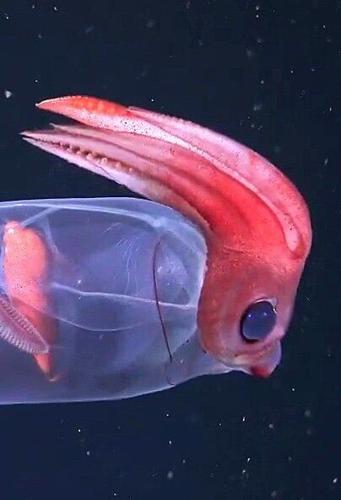 Science expedition reveals tiny transparent squid with wild look ...