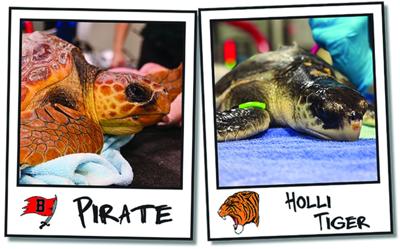 Sea turtles at rescue named after Branson and Hollister schools | News ...