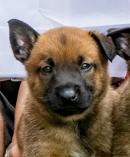 New police puppy recruits named after World Cup stars | National ...