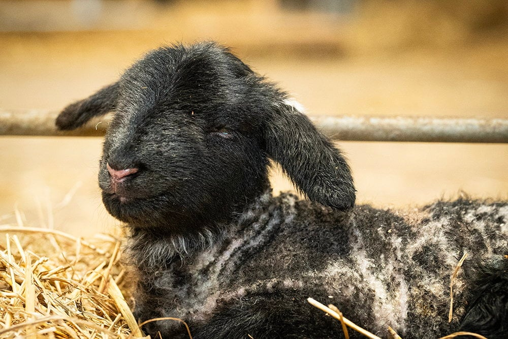 Twin lambs born to ‘loneliest sheep’ given names from ‘Shrek ...