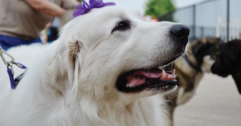 Dive-In draws dozens of pets to pool at Branson RecPlex | News Free ...