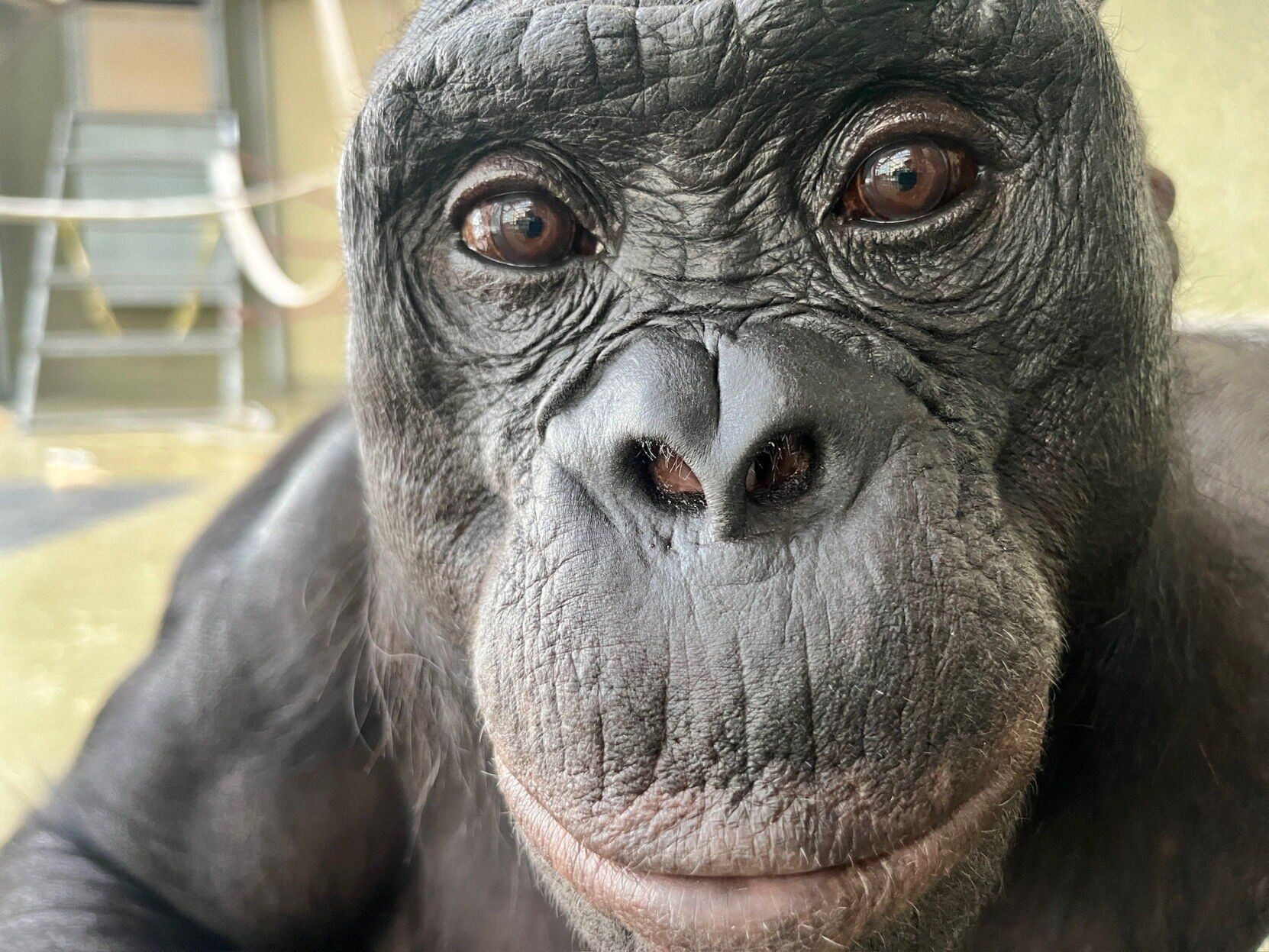 Scientists discover apes play pretend and are able to imagine ...
