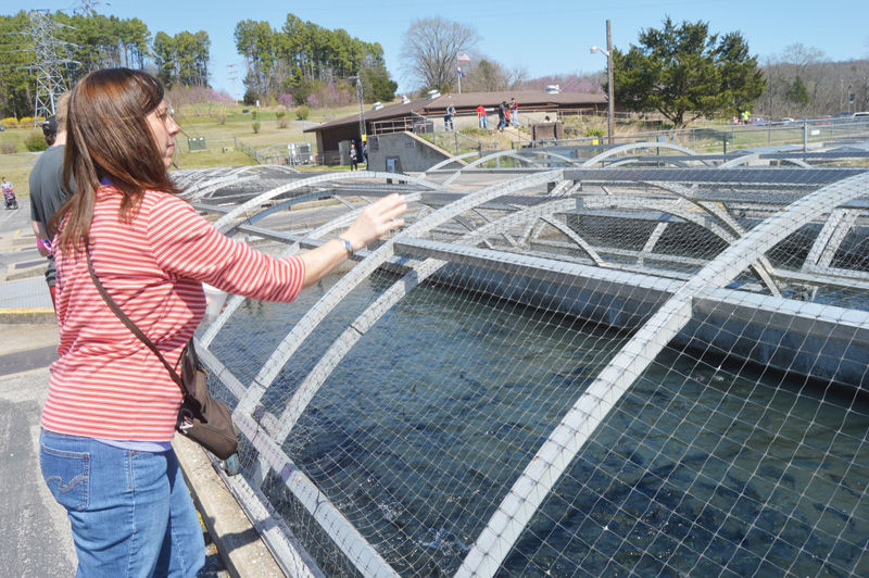 Trout recovering after die-off | News Free | bransontrilakesnews.com
