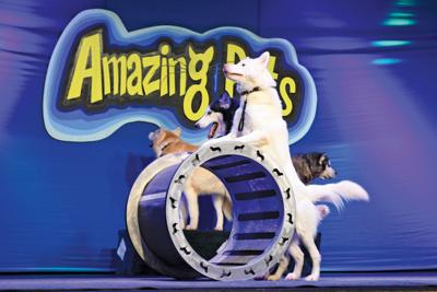 Amazing Pets hosting week long area appreciation | Entertainment ...