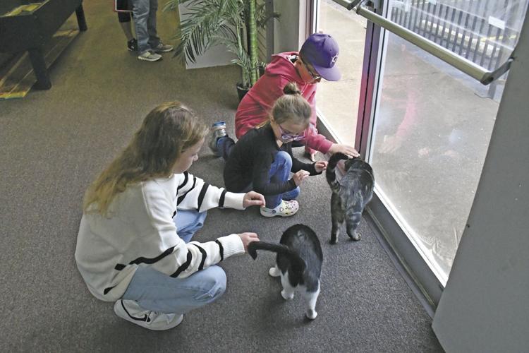 Catasaurus & Sabertooth: Branson Dinosaur Museum now featuring dinos ...