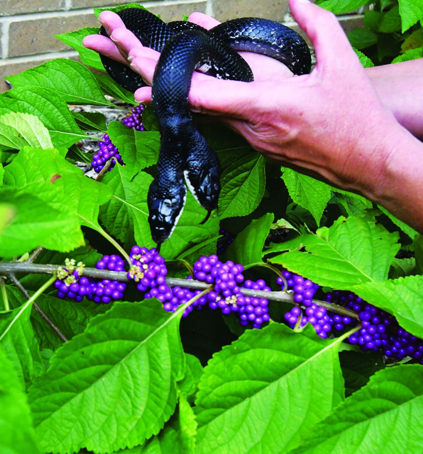 Public invited to celebrate birthday of Tiger and Lily, the two headed ...