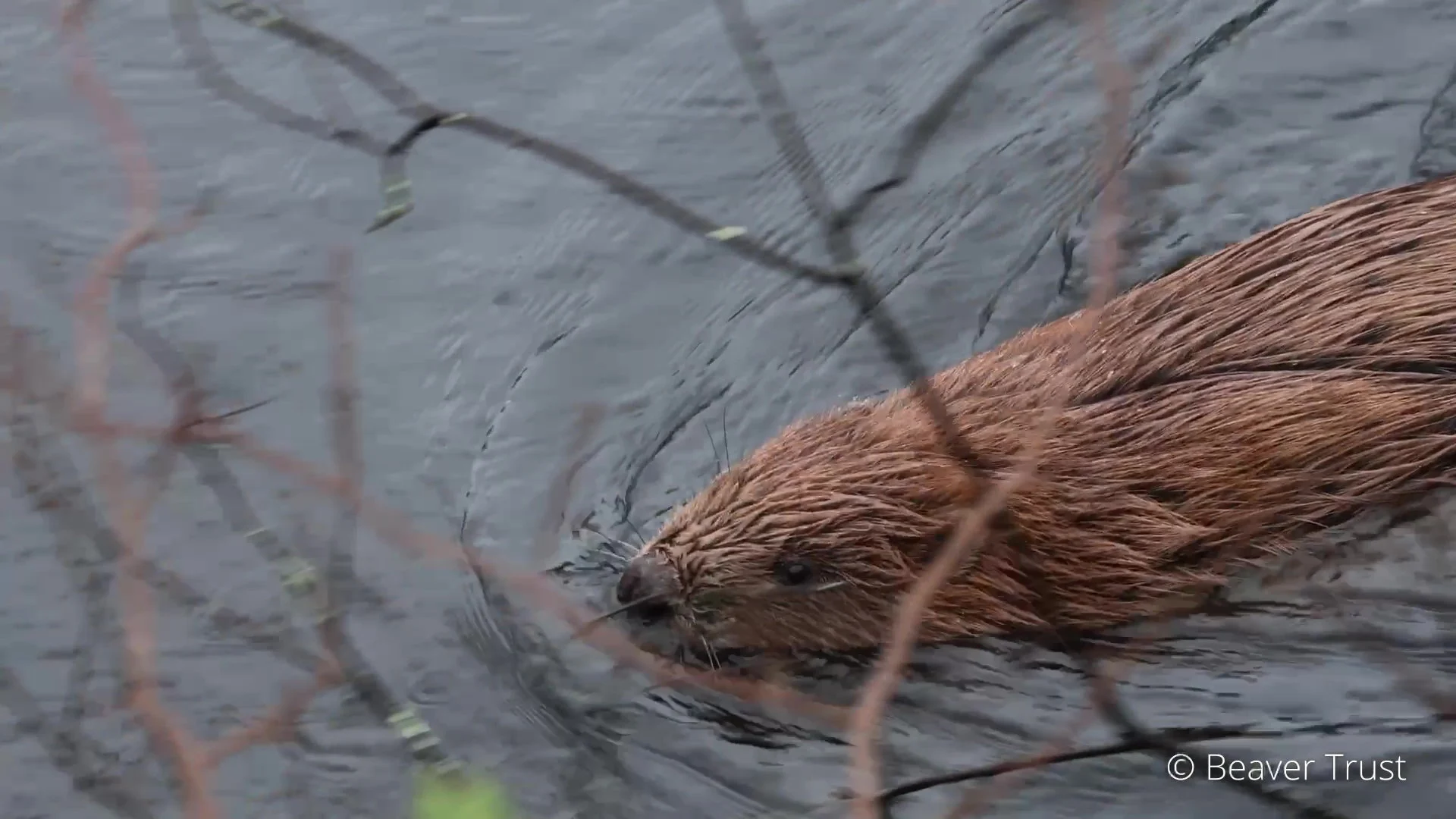 Wild beavers return to the UK for first time in 400 years | National ...