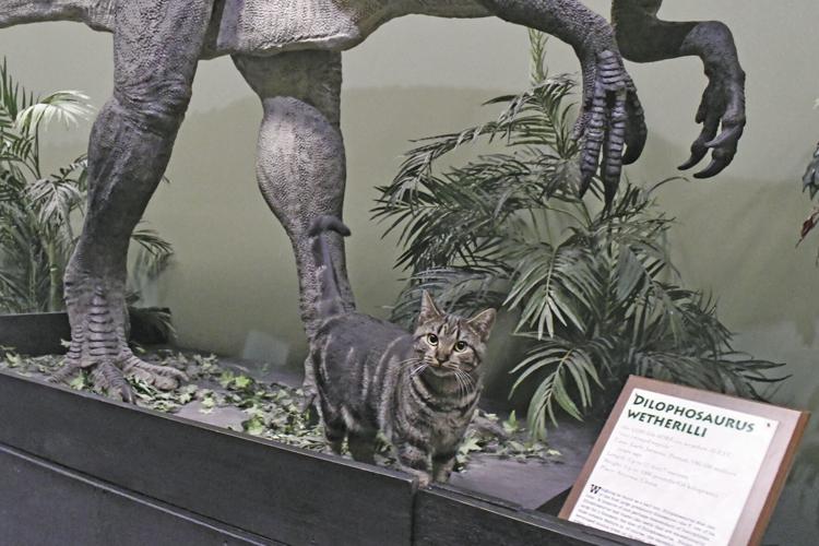 Catasaurus & Sabertooth: Branson Dinosaur Museum now featuring dinos ...