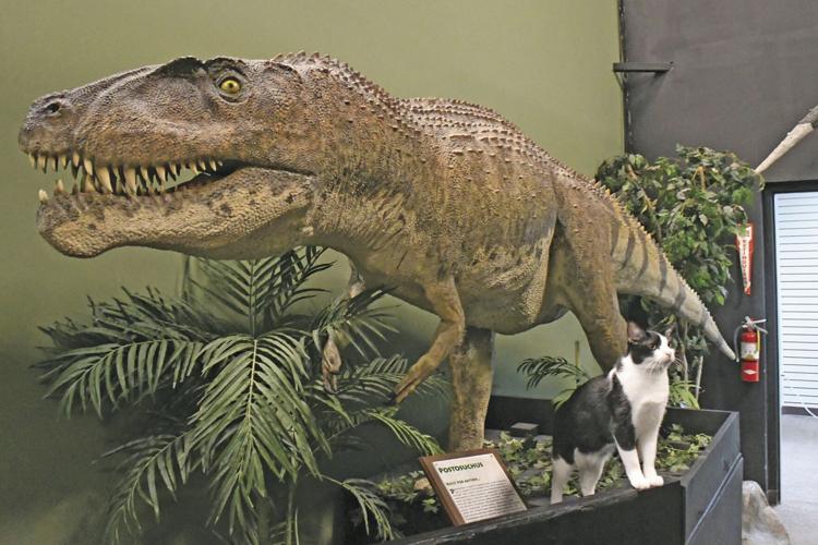 Catasaurus & Sabertooth: Branson Dinosaur Museum now featuring dinos ...