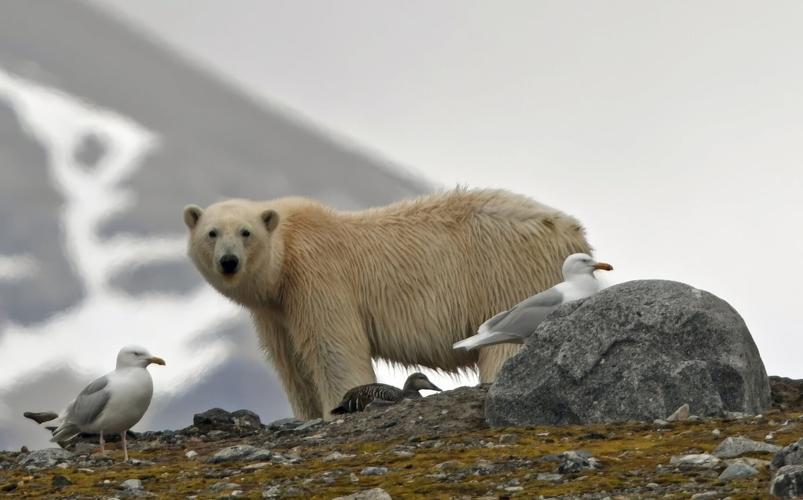 Polar bears in better shape than 25 years ago despite sea ice losses ...