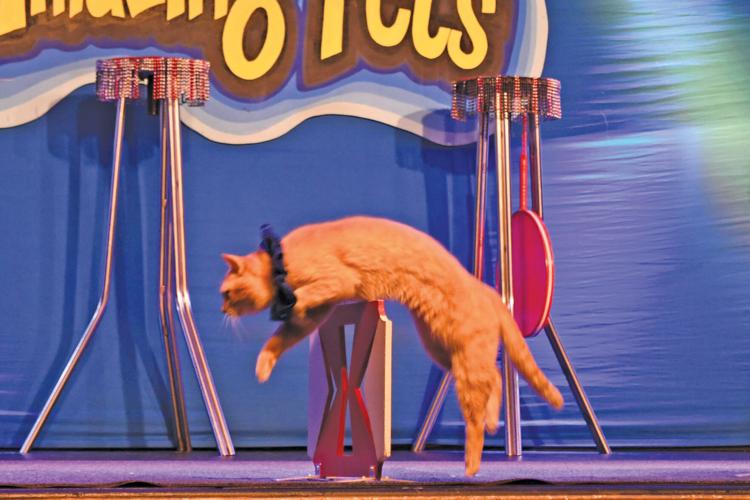 The Amazing Pets Show: Branson production offers year-round fun at ...