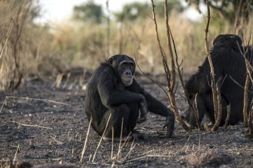 In remote Senegal, chimp researchers escape gold mines' perils ...